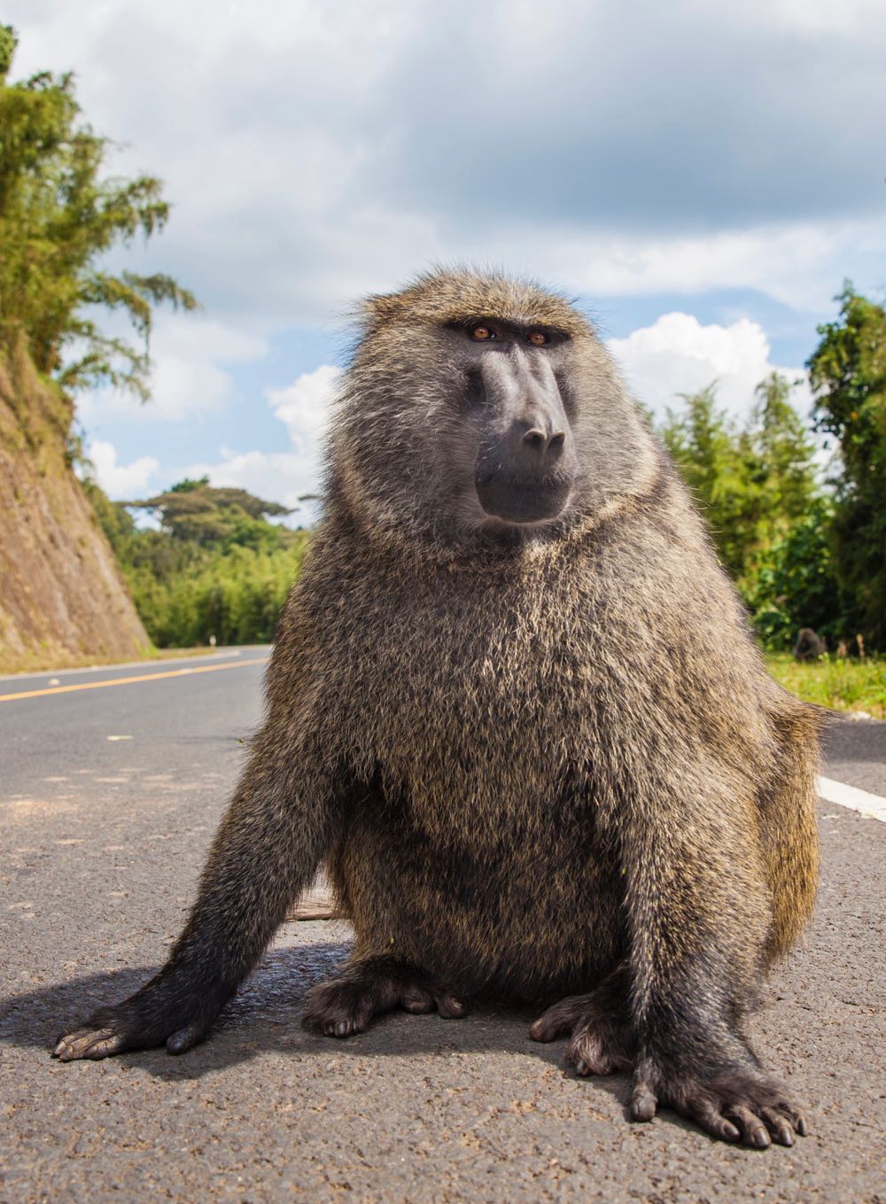 Raiders, Beggars and Thieves - Gorilla Highlands - Tailor-Made Tours in ...