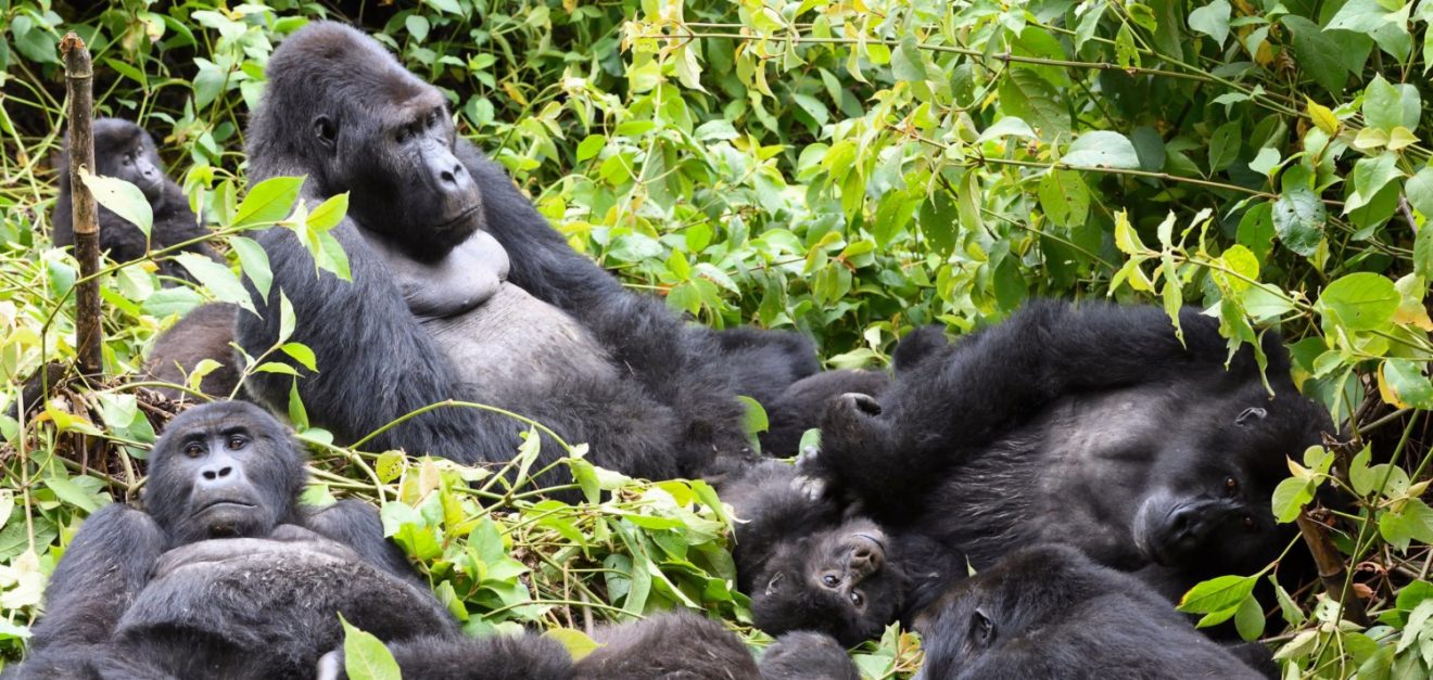 DR Congo Opens Enormous Area to Oil & Gas Exploration – Gorilla ...