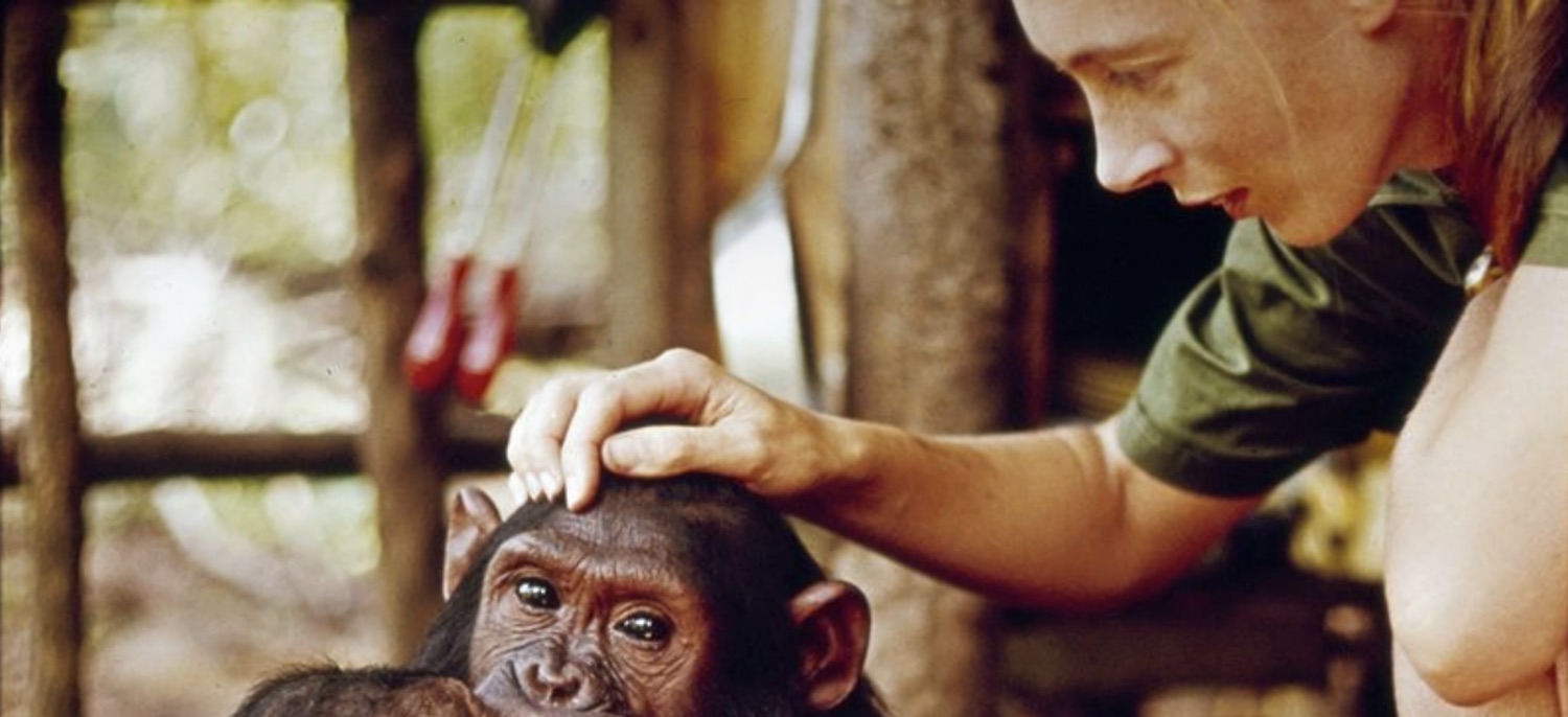 Jane Goodall, World’s Leading Expert on Chimpanzees (1934-2025 ...